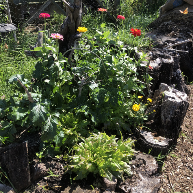 Examples Of Biointensive Plant Spacing Making Better Soil In Your