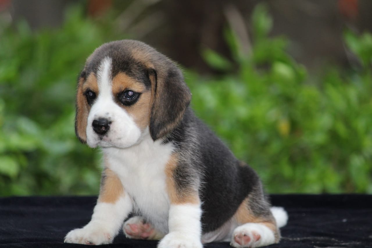 12 BUDGET FRIENDLY DOG BREEDS IN INDIA | Medium