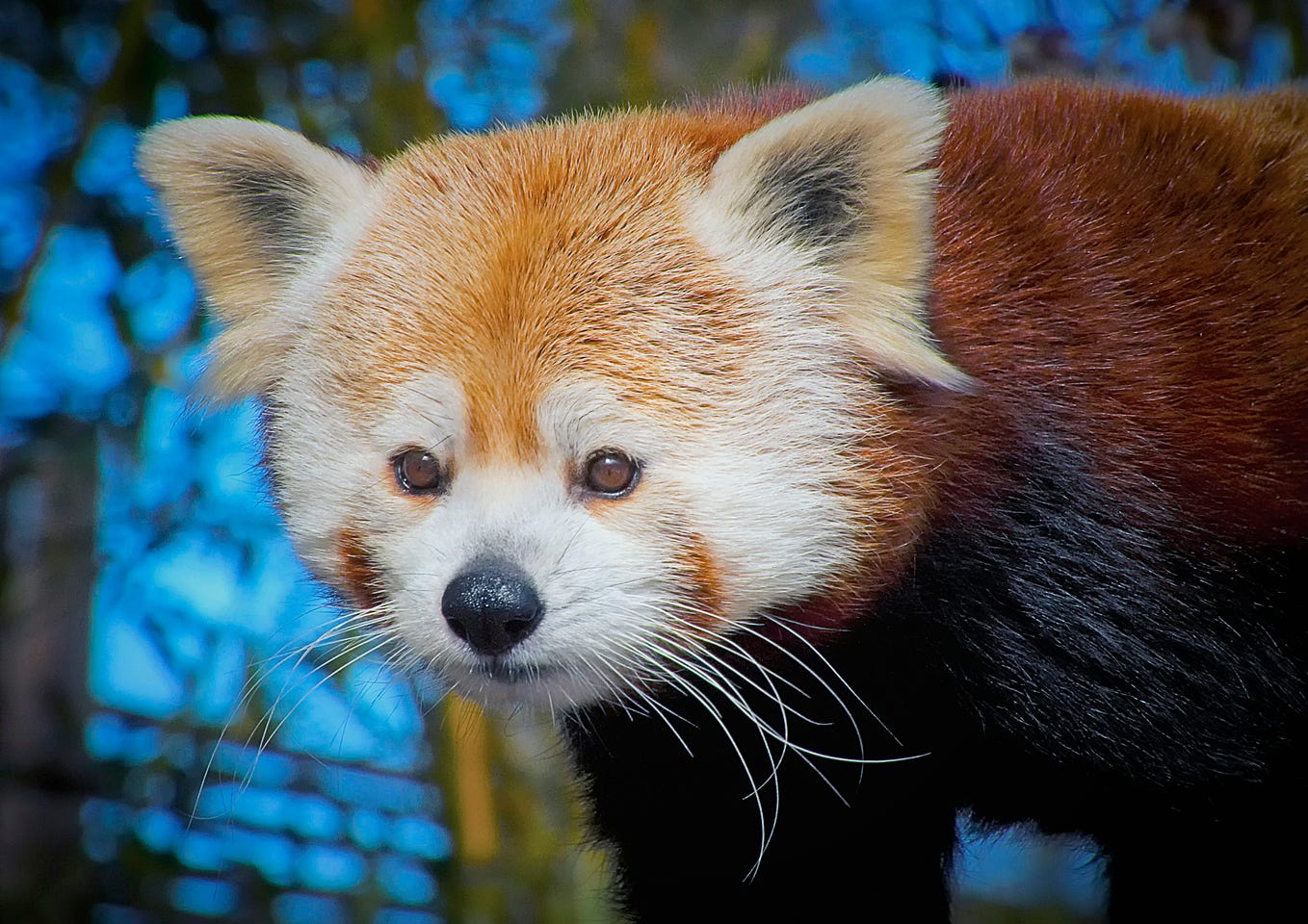 Rust Async Io A Beginners Guide To Asynchronous Programming In Rust By Tzutoo Medium