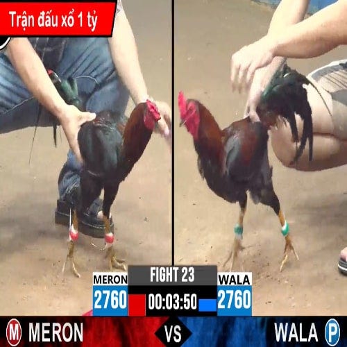 Truc tiep da ga thomo binh luan vien hom nay 2024 | by Vua Gà AZ | Apr ...