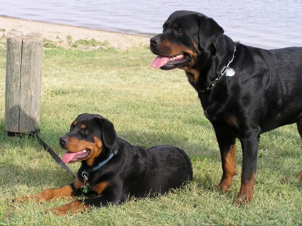 How to Give Your Rottweiler Enough Mental Stimulation? | by ...