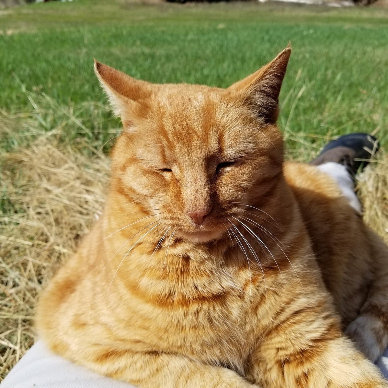 Lazy Person’s Guide to Managing Cat Hair | by Terry Thurk Angell | Your ...