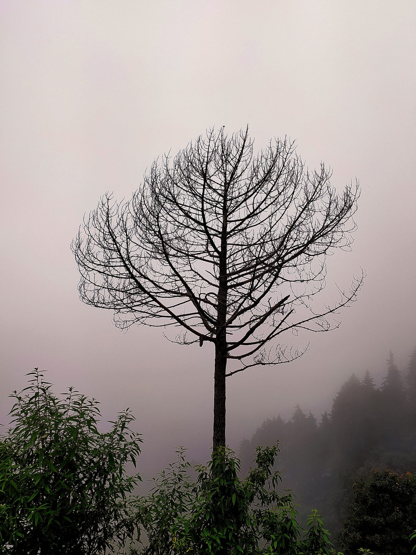 What is Decoder-only transformer model? | Generative AI