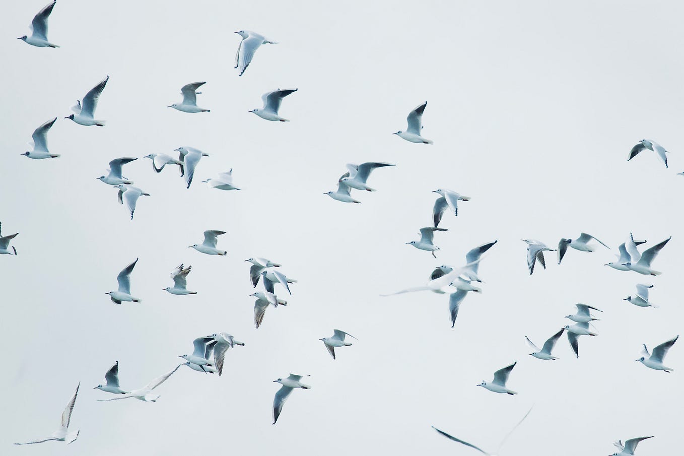 Implementing Particle Swarm optimization from Scratch | by Muhammad Saad Uddin | Python in Plain ...