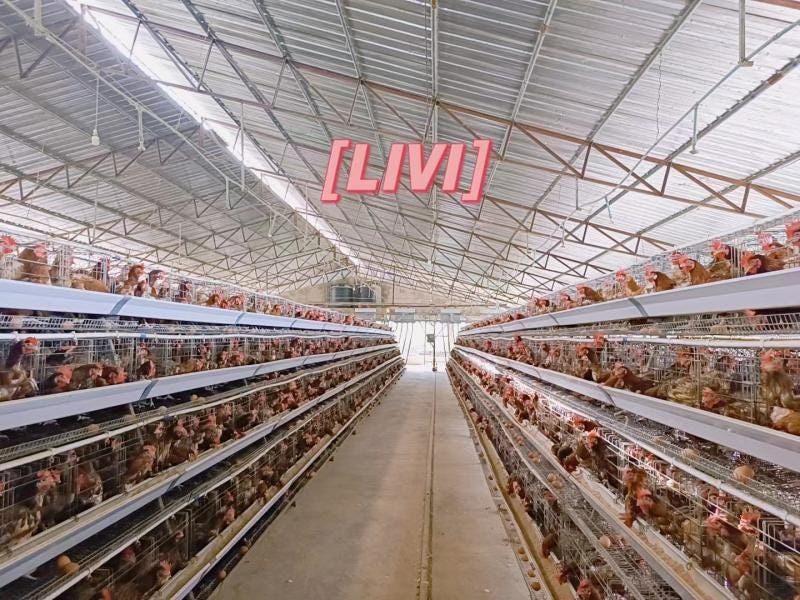 Two ways to raise chickens: cage system, slatted floor system | by ...