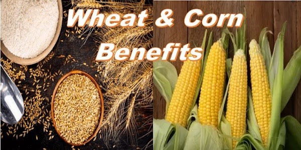 What are the Benefits of Eating Wheat and Corn? | by FIT AND FAB LIFE 2 ...
