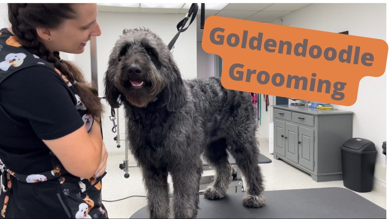 What is the Best Doodle Breed for Your Family? | by Eleanor | Jul, 2024 ...