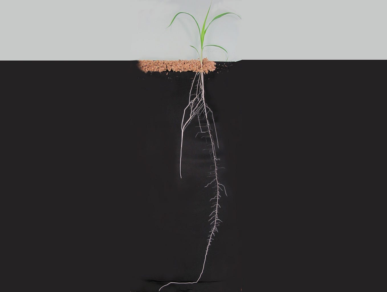 How do plants make spiral patterns? | by eLife | Roots and Shoots | Medium