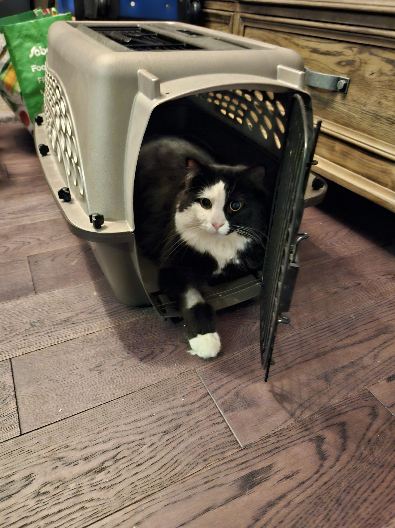 The Ten Commandments That All Cats Learn As Kittens | by Deborah Barchi ...