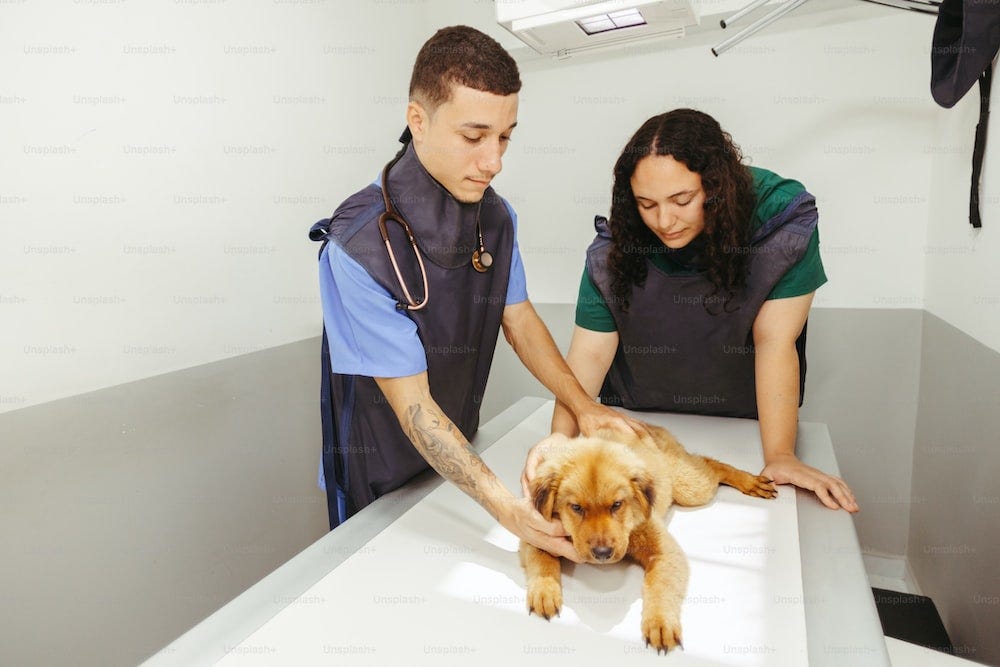 Why Do Vet Techs Make So Little? Exploring Underpaid Salaries and ...
