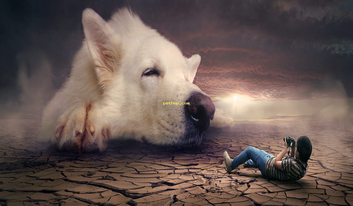 The Cutest Dog In The World 2024
