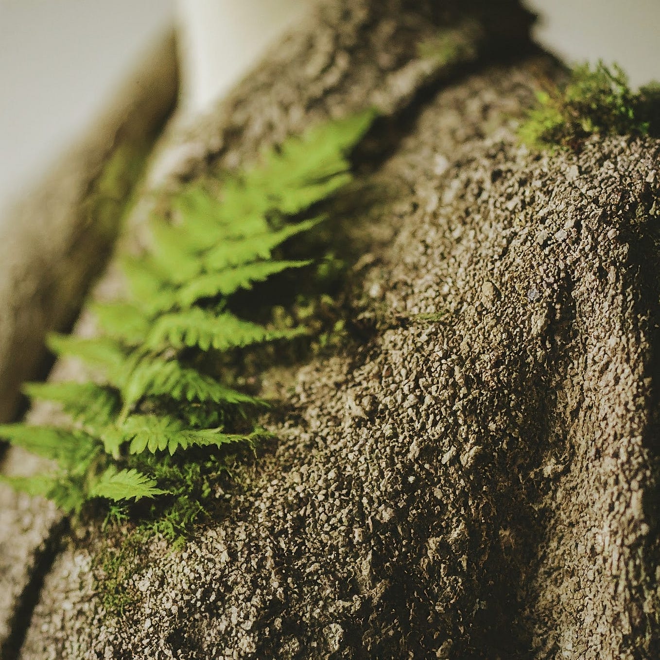How Sustainability Evolved Over Time | by Sustainability Directory ...