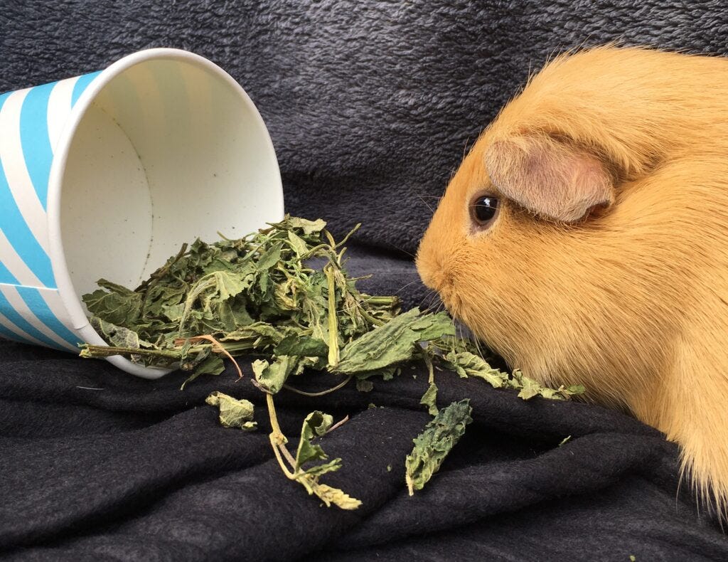 Can Hamsters Have Thyme? A Dive into the Herb’s Influence on Hamster ...