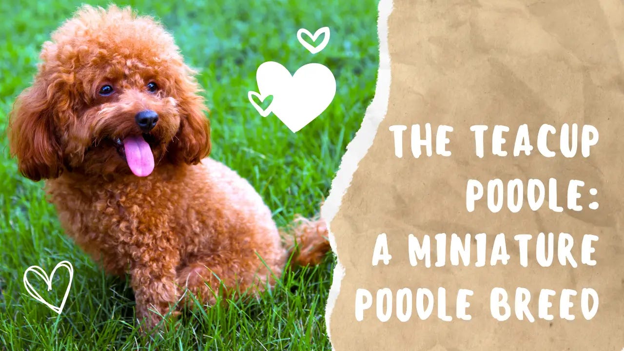 Royal Poodle: A Comprehensive Guide To The Elegant Breed | by PoodleHQ | Medium