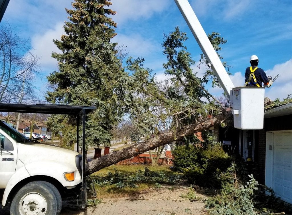 How to Protect Your Trees from Severe Storms | by The Real Tree Masters ...