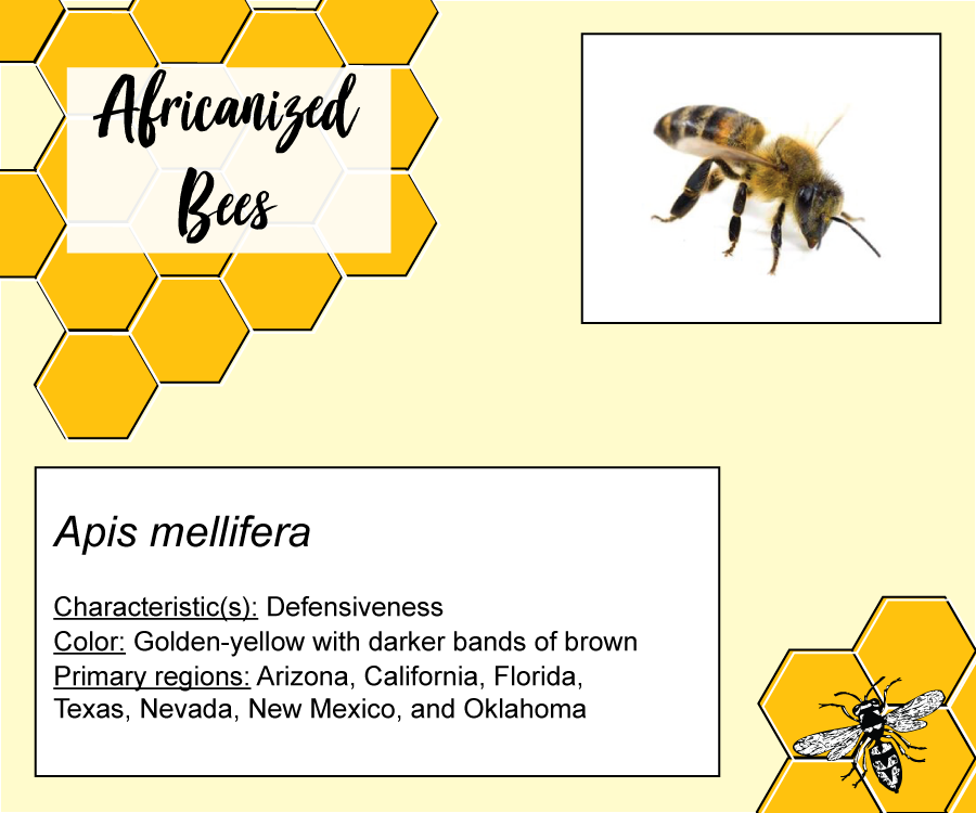 4 Facts to Know about Africanized Bees | by Bee Master of Las Vegas ...