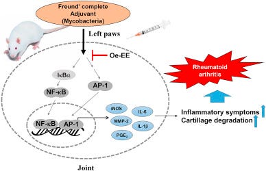 Freund’s Incomplete Adjuvant and Antibody Production | by Guangzhou ...