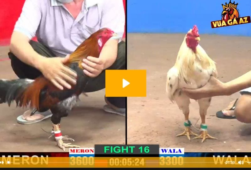 Huong dan da ga 2024. Hướng dẫn đá gà không chỉ là việc hướng… | by Vua ...