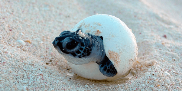 Volcanoes of Costa Rica. Costa Rica is a country located in… | by ...