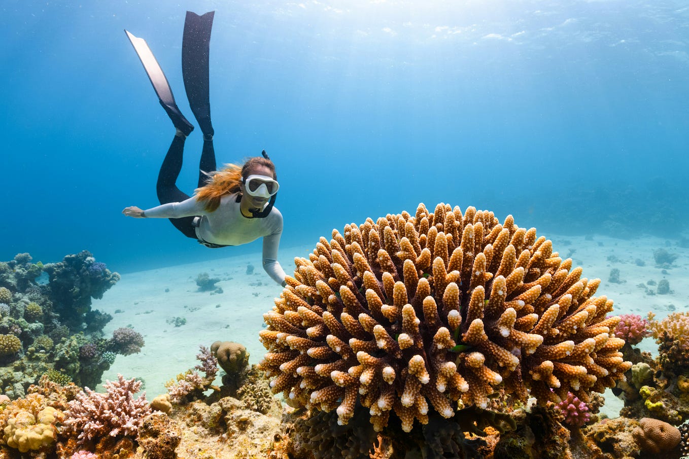 Using Sound to Restore Coral Reefs | by The Island | The Island ...