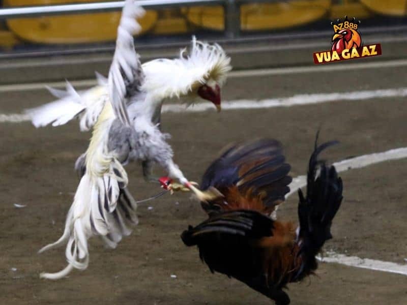 Huong dan cat tia long ga choi chuan theo tung vi tri 2024 | by Vua Gà ...
