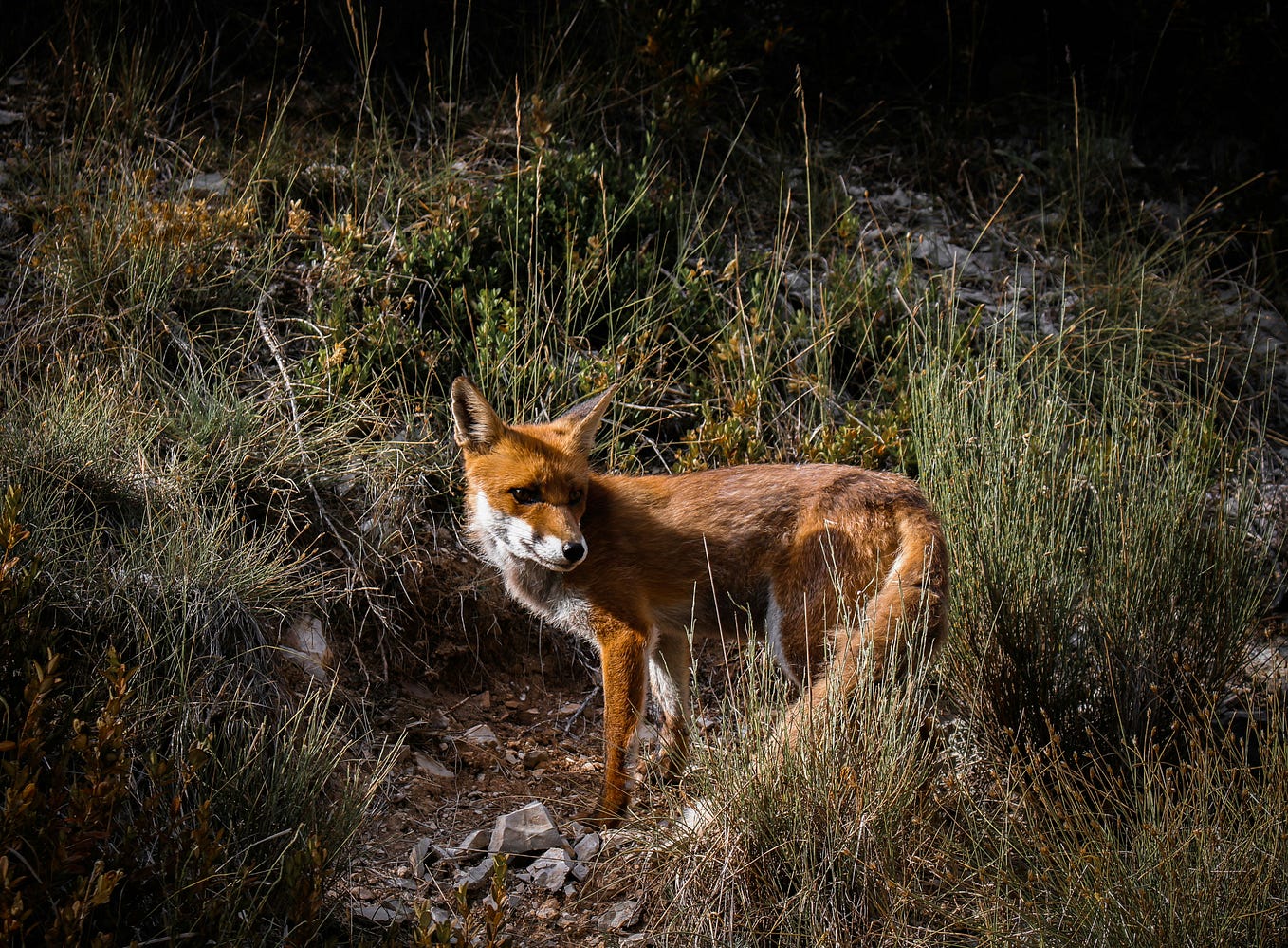 Serverless Or Ec2 Understanding The Key Differences Between Aws Lambda And Ec2 By Tufail Sher