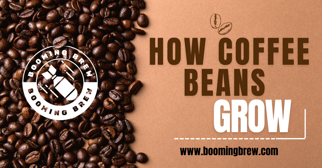 How Coffee was Discovered. It’s no secret that coffee has a… | by ...