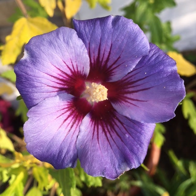 Most fragrant roses for containers to grow in a low maintenance and ...