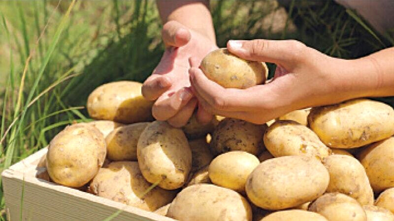 Nurturing Growth: Potatoes in Pakistan — Insights from Suarza Pvt ...