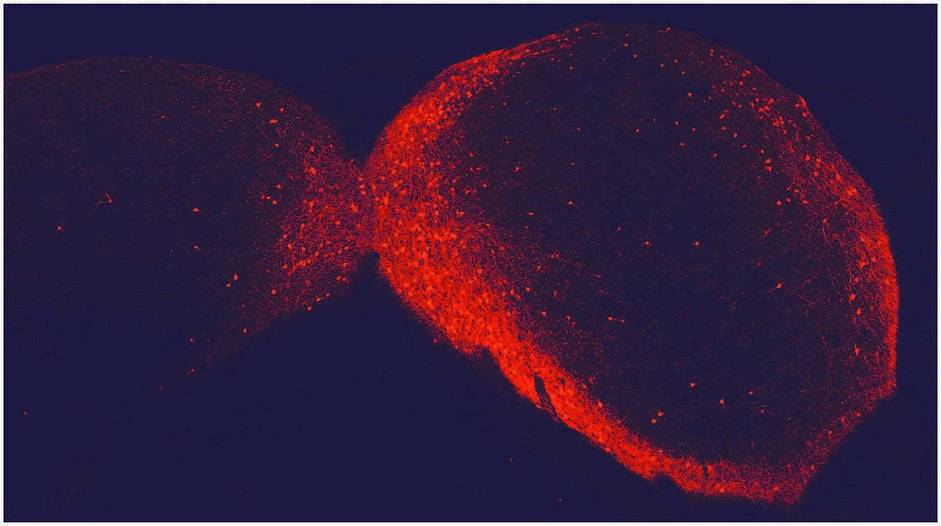 Regenerating Neurons By Elife Brains And Behaviour Medium