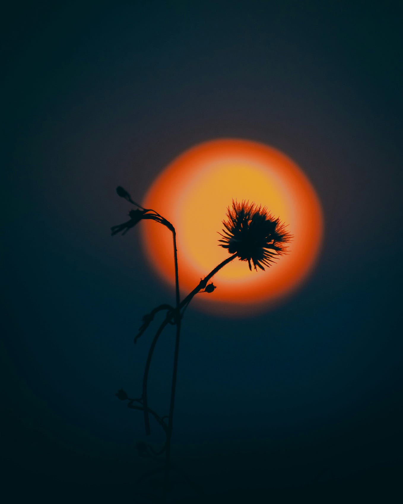 Pine Trees. A poem | by Micah Josiah | Scribe | Medium