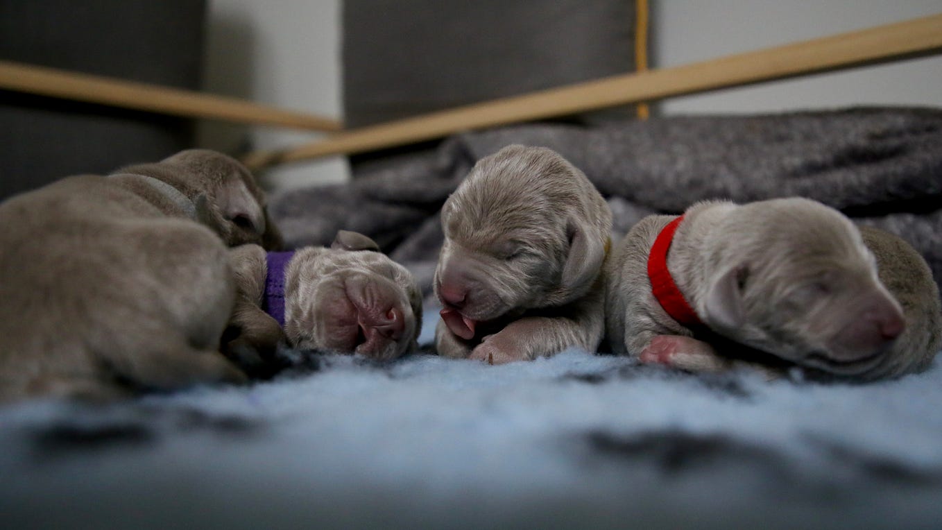 Using JavaScript methods to update Chart.js data | by Irma J Mejia | Medium