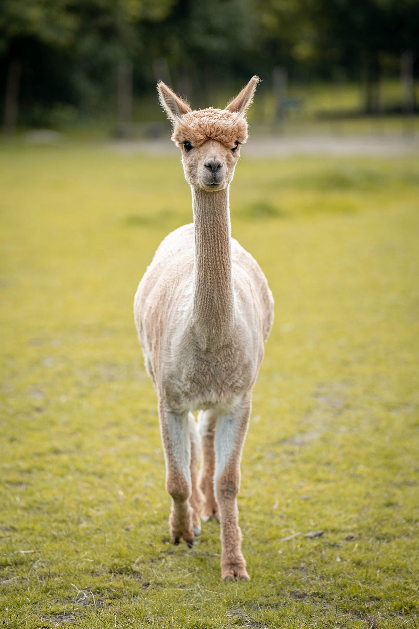 Running Llama 2 On Your Local GPU By Lei Shang Medium