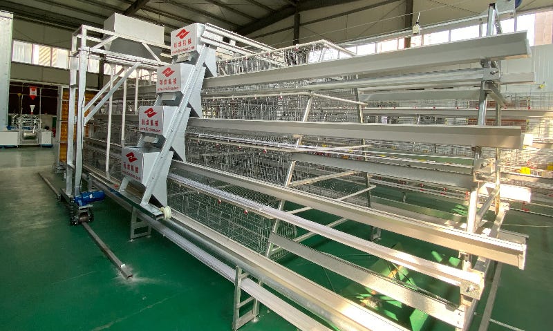 Design of 5,000 broiler chicken farm in Algeria | by Lijiongsheng | Aug ...