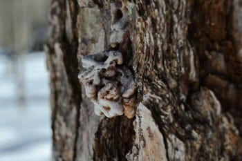 Trees Get Sick Too | by All Clear Tree Service | Medium