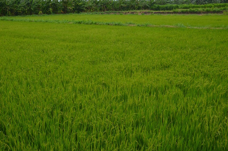 Rex Divinagracia Drilon — the Epitome of the Central Spirit | by blog2 ...