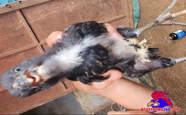 ga bi yeu chan. Nguyên nhân gà bị yếu chân — Cách điều… | by ...