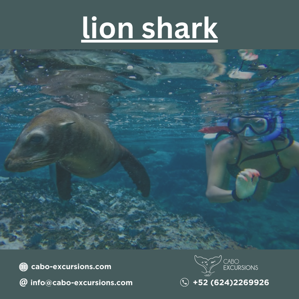 Exploring the Enigmatic Lion Shark: Nature’s Majestic Apex Predator ...