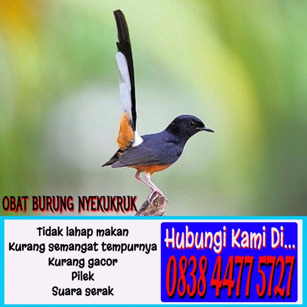 Obat Snot Buat Burung. Obat snot buat burung = Bagi sebagian… | by obat ...