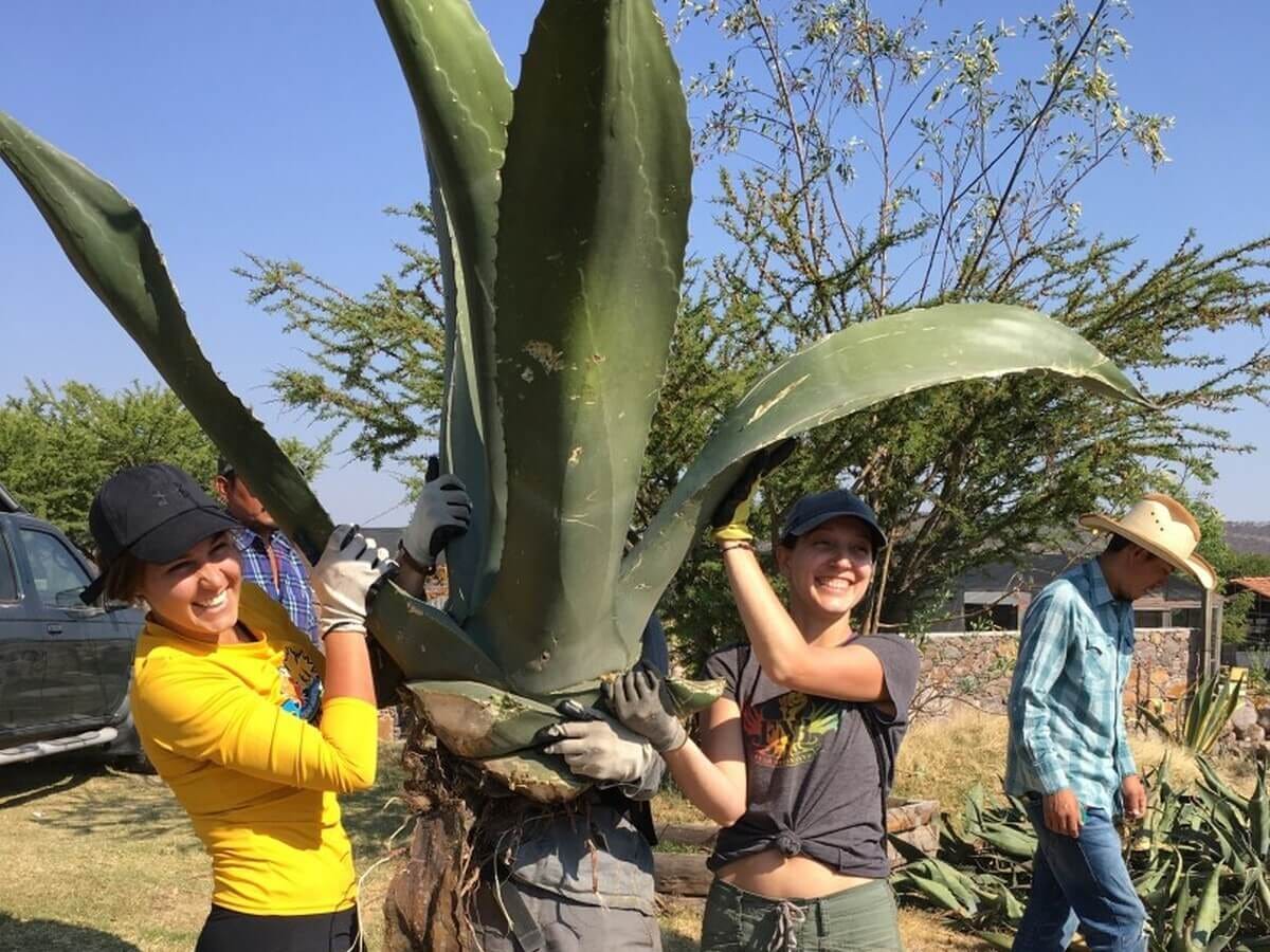 Healing the World through Rewilding | by Ecosystem Restoration Communities | Medium