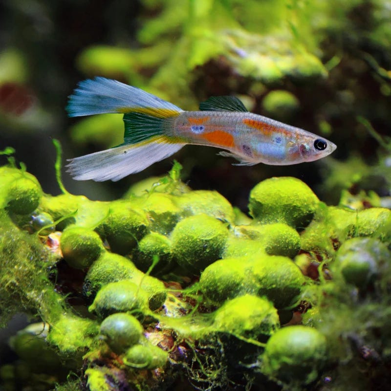 Explore the Enchanting World of Blue Mosaic Guppies: A Dazzling Splash ...