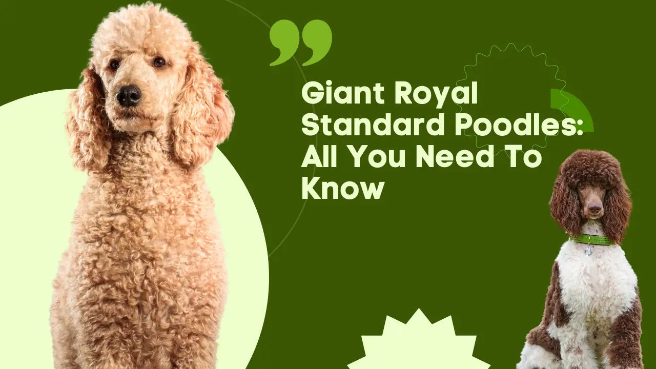 Moyen Poodle: Breed Overview, Dog Care Tips, And Photos | by PoodleHQ ...