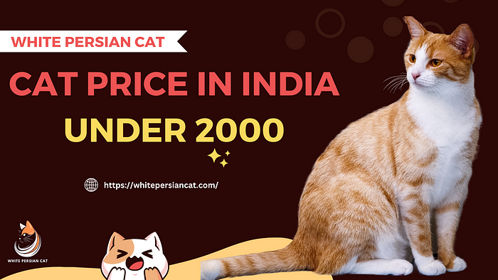 Understanding the Grey Persian Cat Price in Kolkata 2024 | by ...