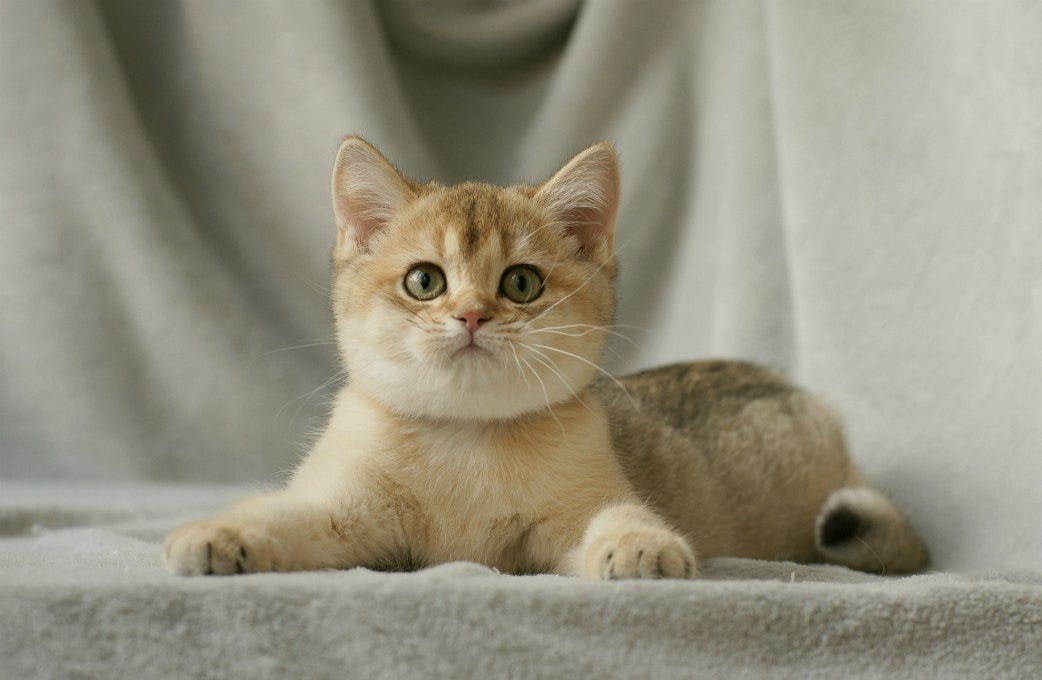 Best Golden Chinchilla Kittens: Facts, About, Complete Checklist | by ...