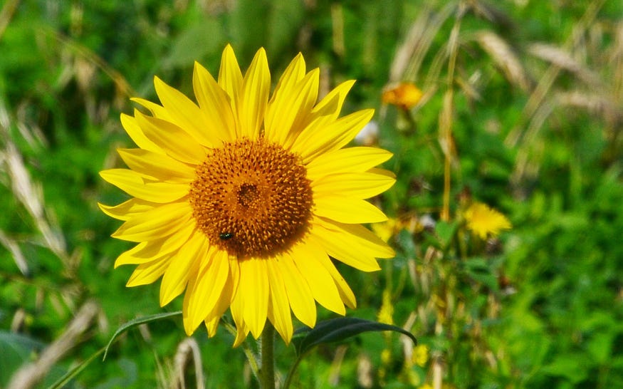 Clojure the my start up. I downloaded the clojure-1.8.0.jar | by ...