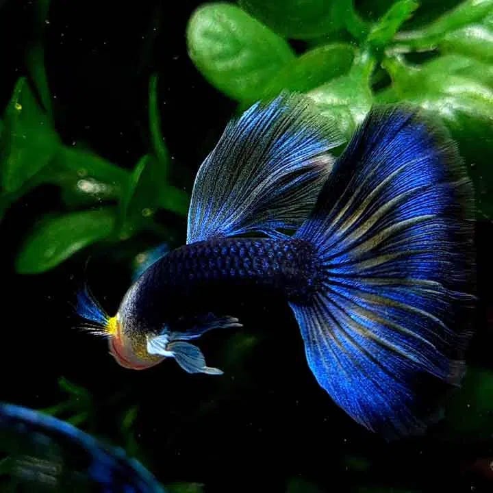 Unlocking the Secrets of Blue Moscow Guppies: A Deep Dive into Aquatic ...