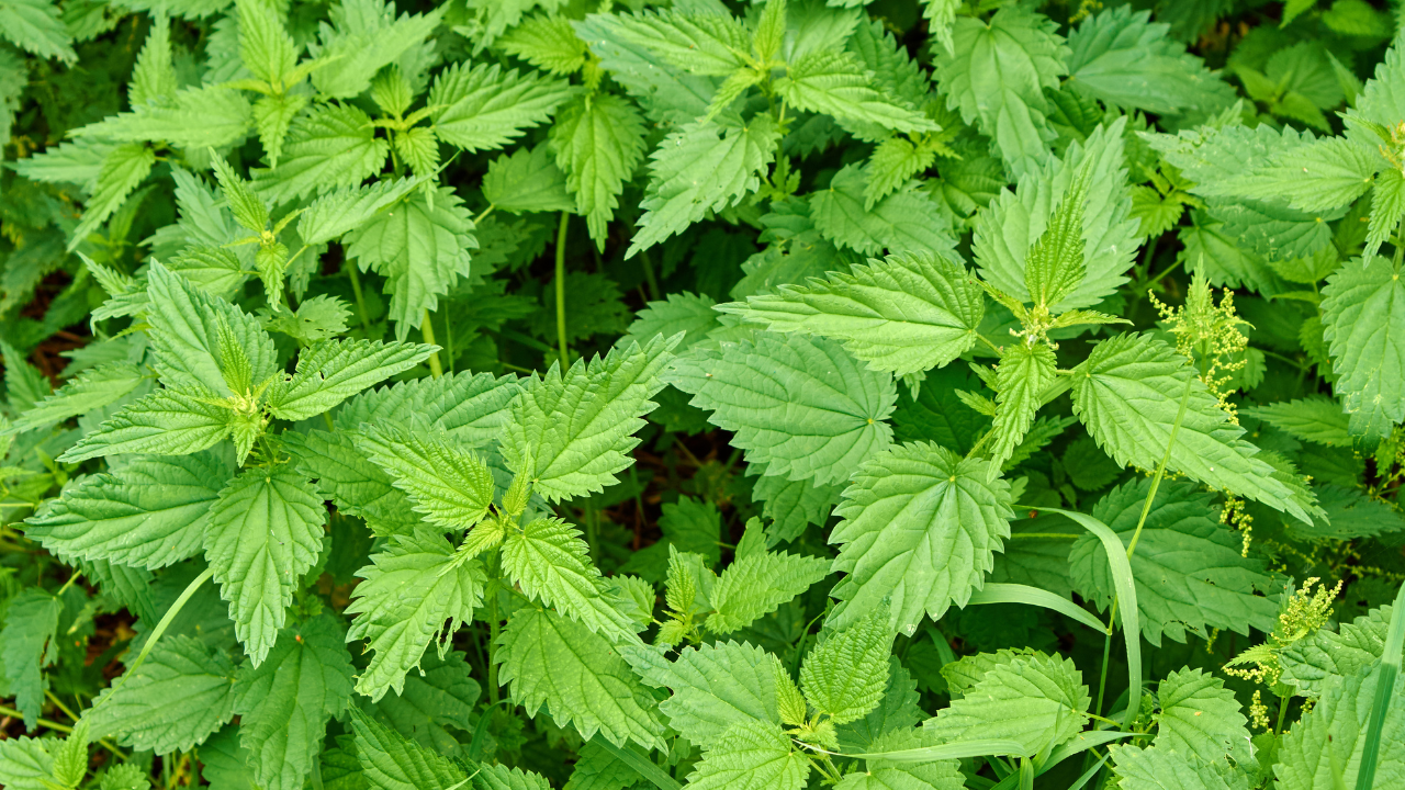 How to Consume Stinging Nettle Root? | by Real Herbs | Medium