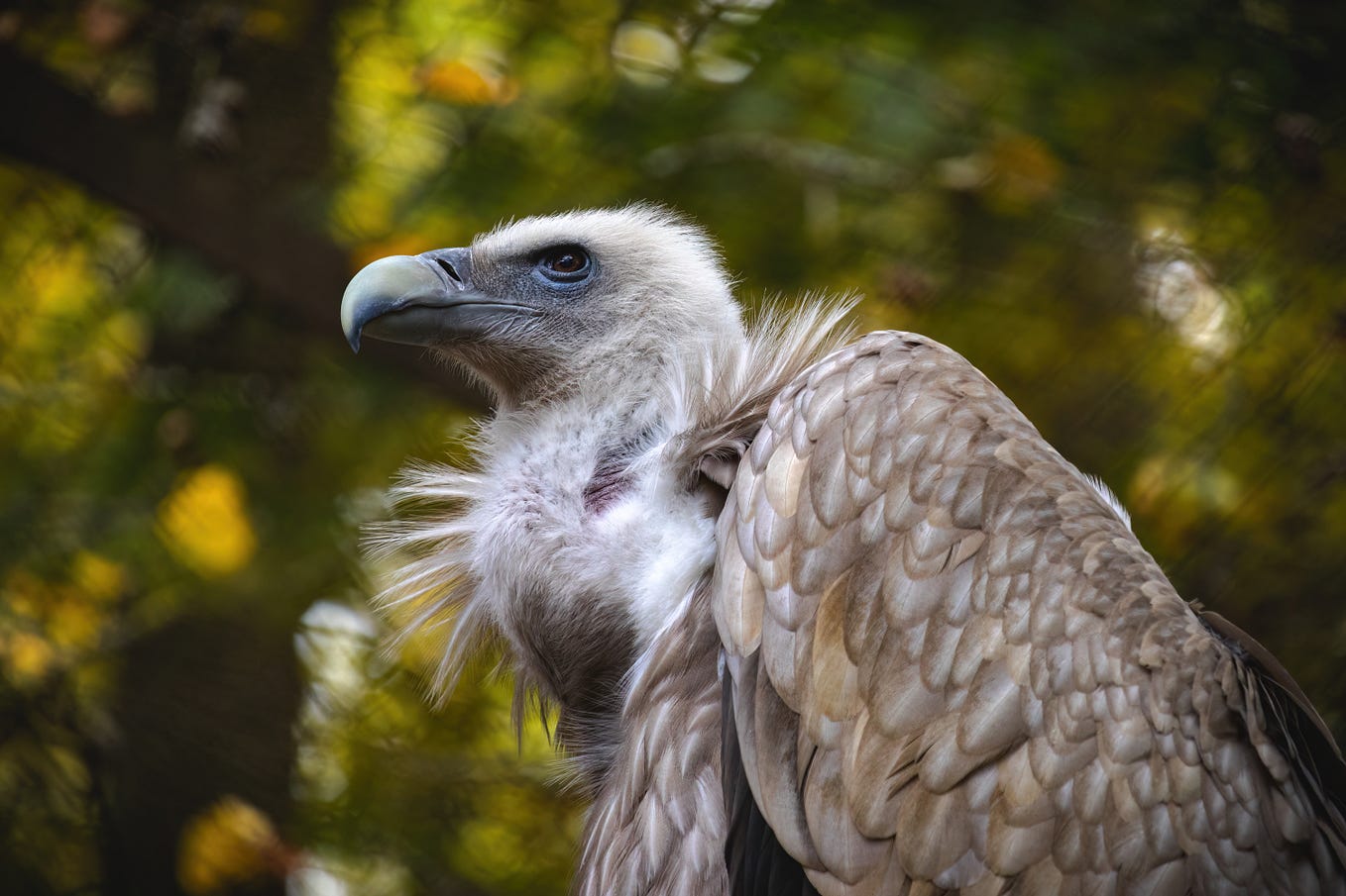 How Do Vultures Know When Something is Dying? | by Ismanuddin | Medium