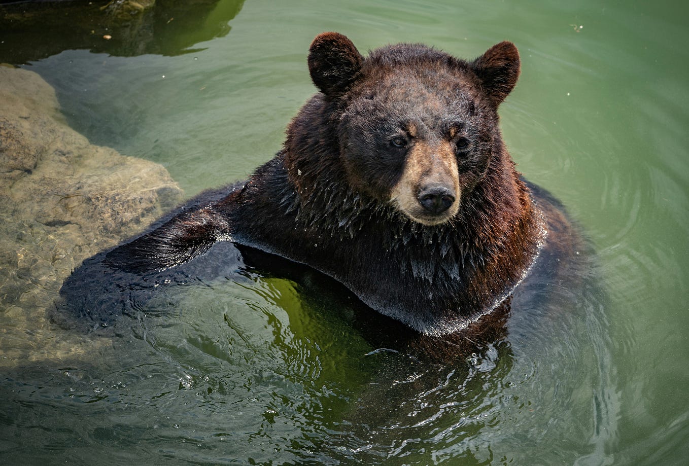 The Claw Brief: Embracing Bear Attributes for a Positive Mindset | by ...