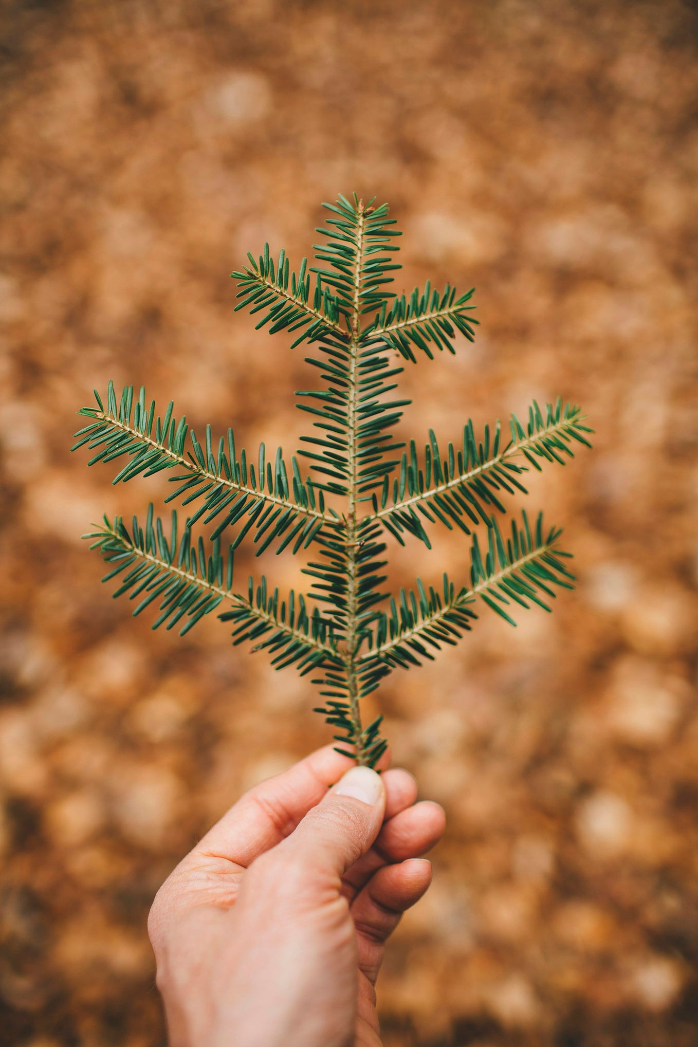 Bible Study: Exodus 16. God Provides Manna and Quail for Israel… | by ...